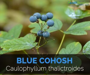 Health benefits of Blue Cohosh - Health Benefits