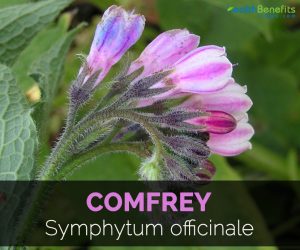 Health benefits of Comfrey - Health Benefits