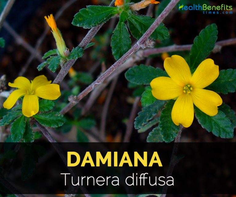 Health benefits of Damiana - Health Benefits