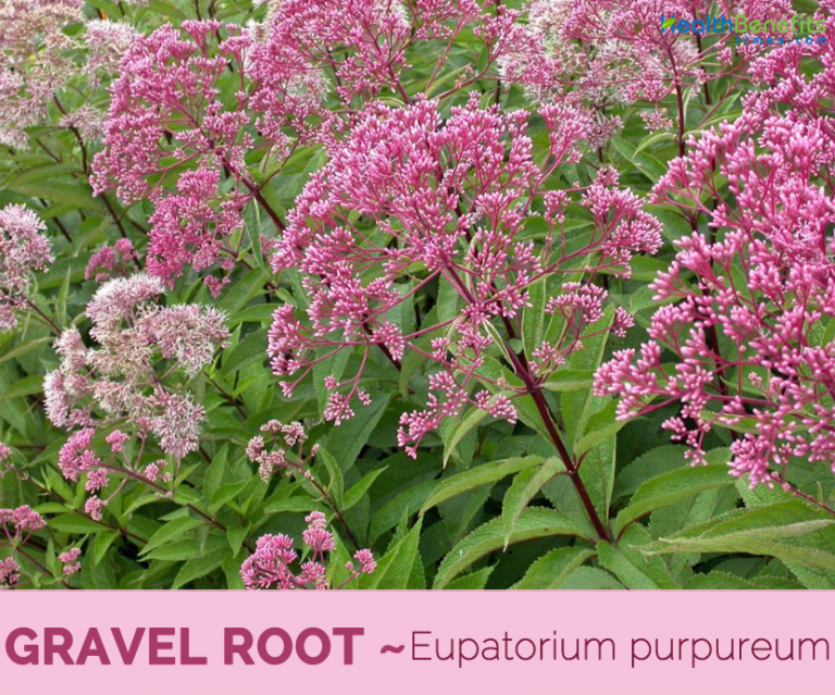 Facts and benefits of Gravel Root - Health Benefits