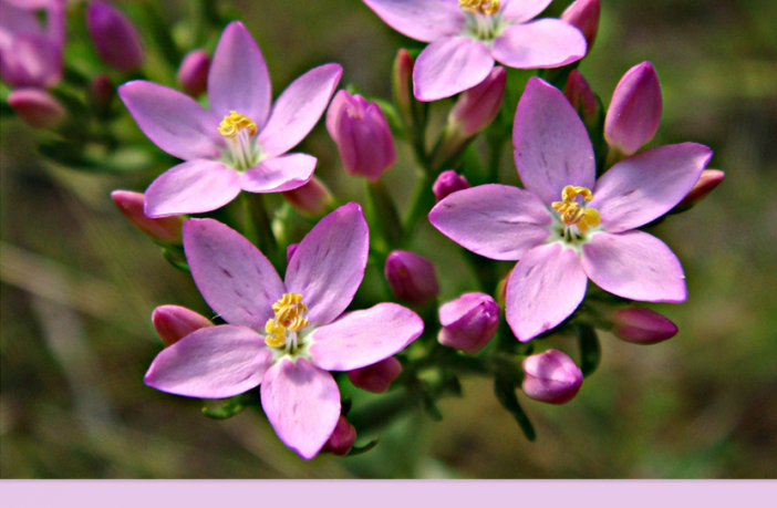 Centaury Bach Flowers | Best Flower Site