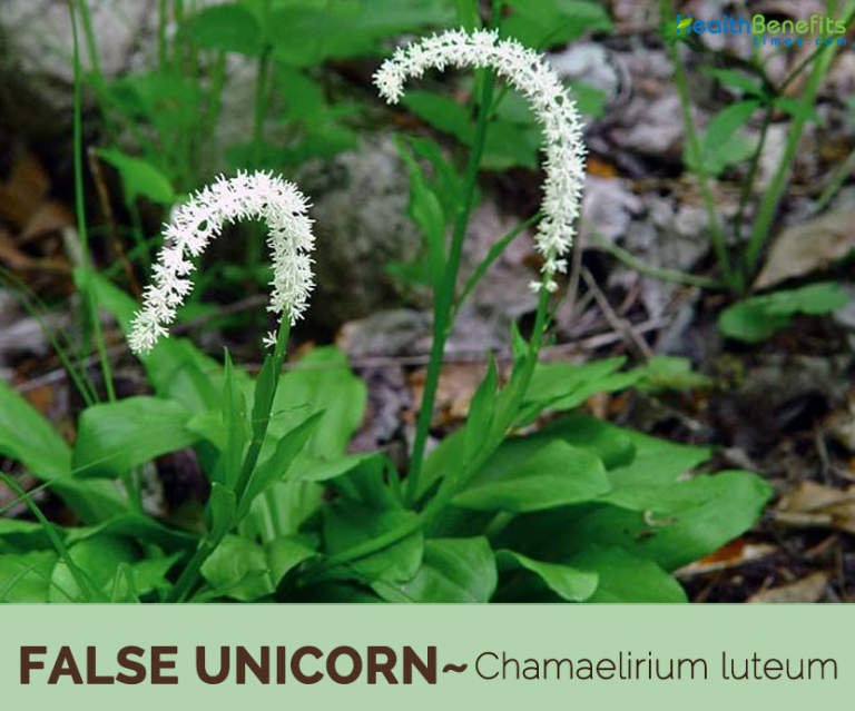 Health benefits of False Unicorn - Health Benefits