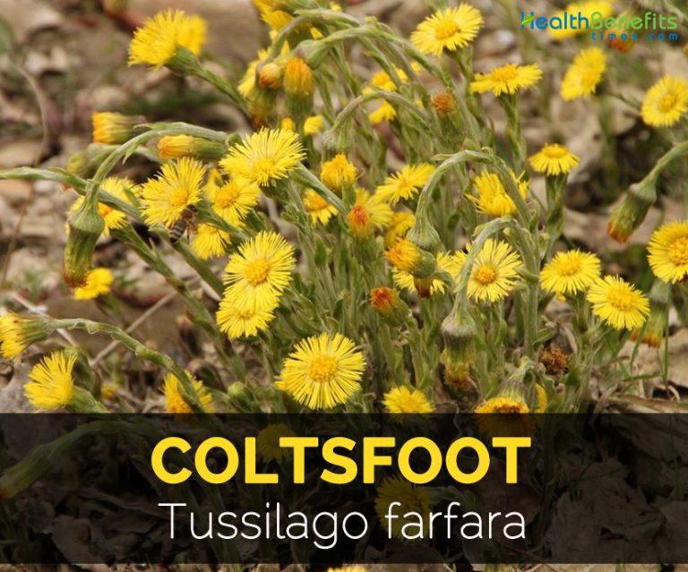 Health benefits of Coltsfoot - Health Benefits