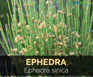 Health risks and benefits of Ephedra - Health Benefits