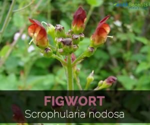 Health benefits of Figwort - Health Benefits