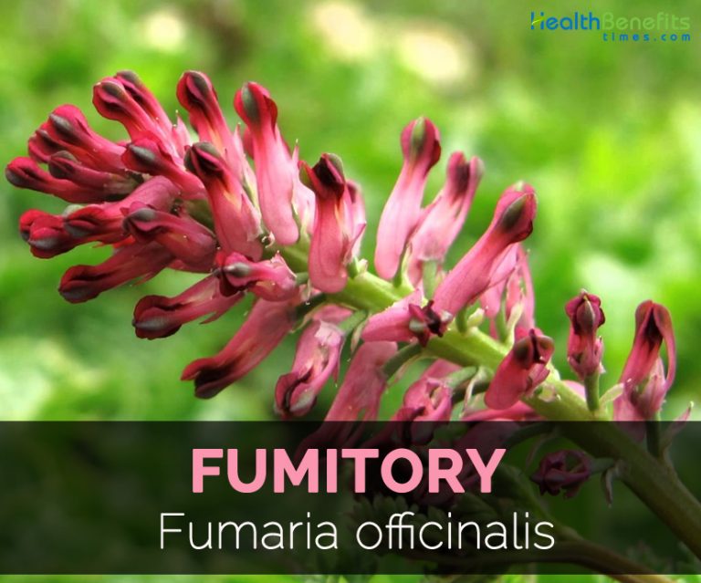 Health Benefits of Fumitory - Health Benefits