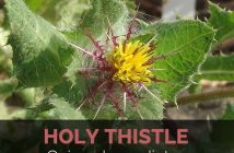 Chrysanthemum facts and health benefits