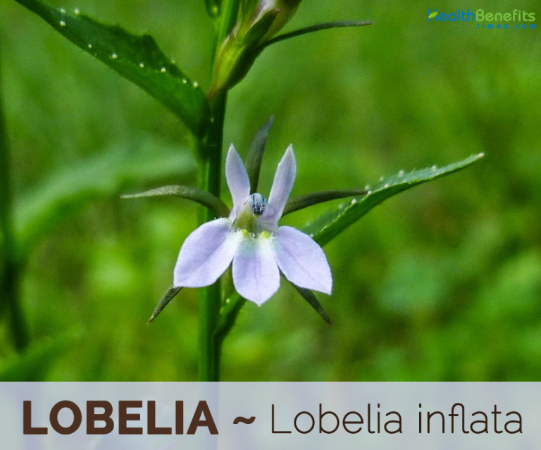 Facts and benefits of Lobelia - Health Benefits