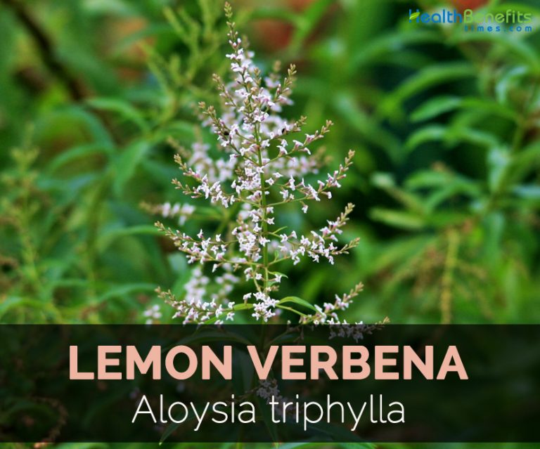 Health benefits of Lemon Verbena - Health Benefits