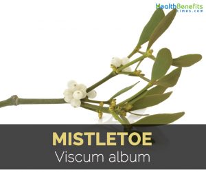 Facts and benefits of Mistletoe - Health Benefits