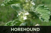 Horsetail tea benefits