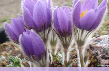 Quassia facts and health benefits