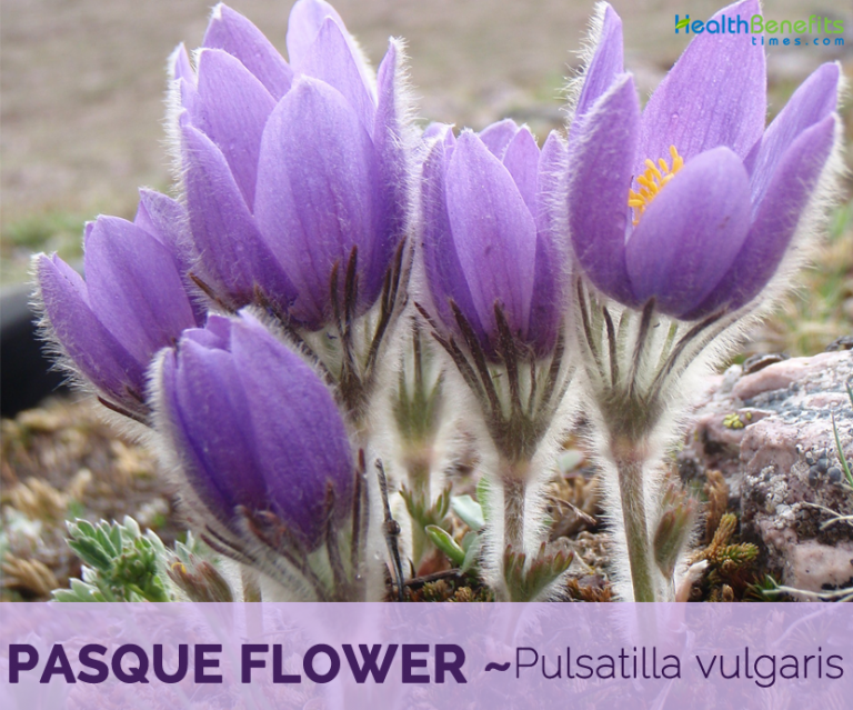 Facts and benefits of Pasque Flower - Health Benefits