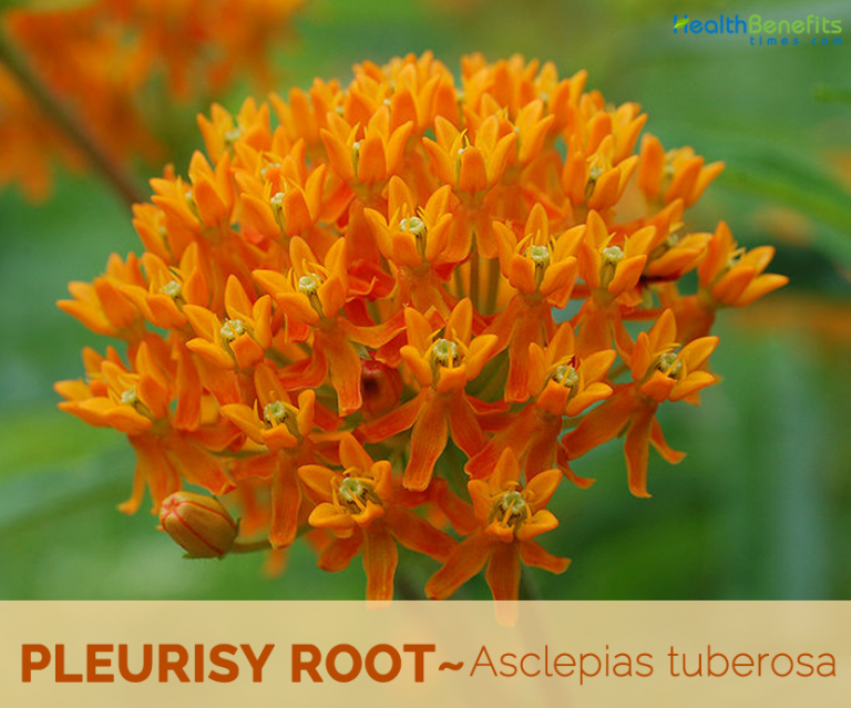 Facts and benefits of Pleurisy Root - Health Benefits