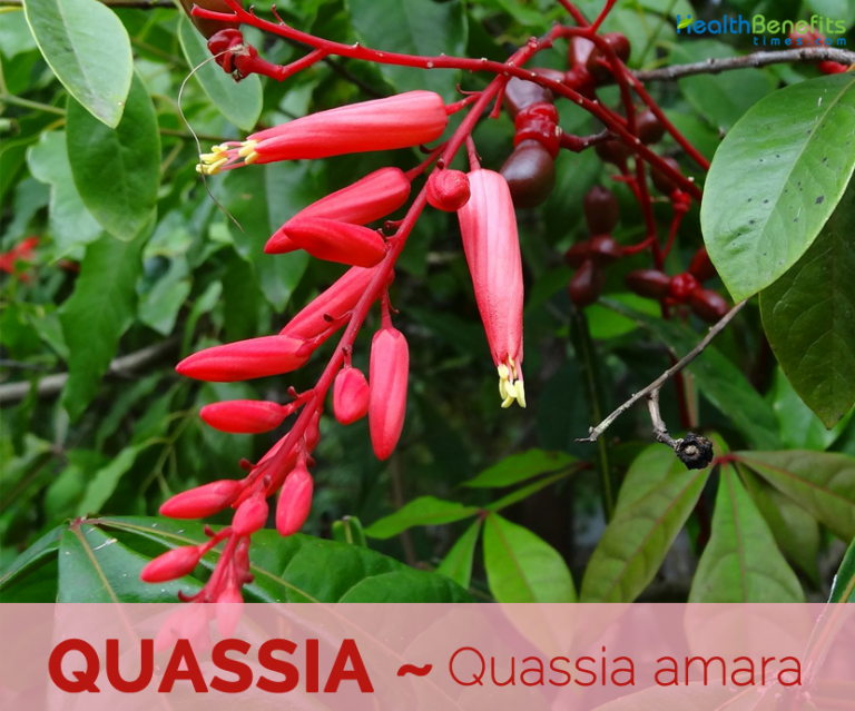 Facts and benefits of Quassia - Health Benefits