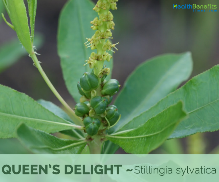 Facts and benefits of Queen’s Delight - Health Benefits