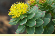 Roselle facts and health benefits