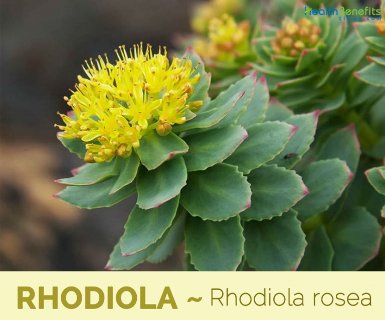 Facts and benefits of Rhodiola - Health Benefits