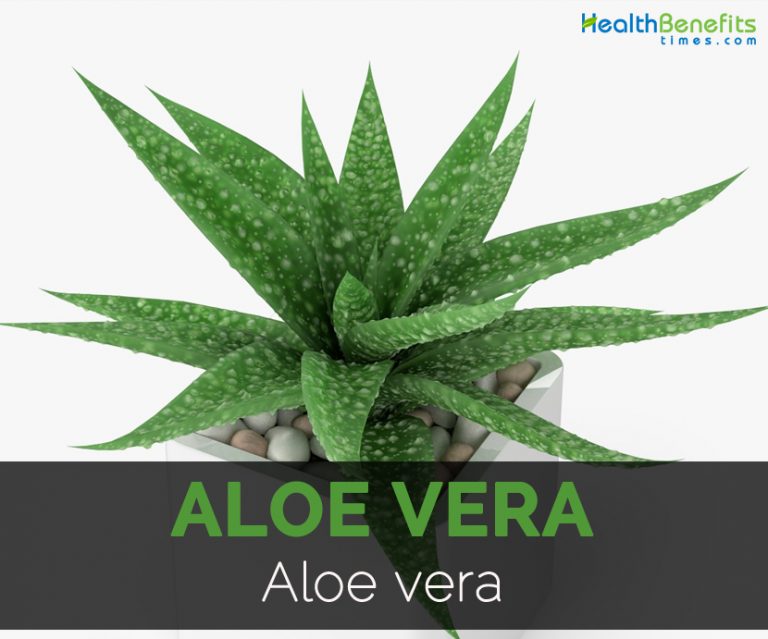 Health benefits of Aloe-Vera - Health Benefits