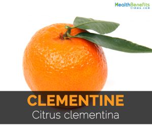 Health benefits of Clementine - Health Benefits