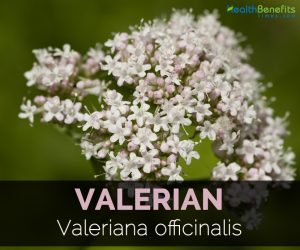 Health benefits of Valerian - Health Benefits