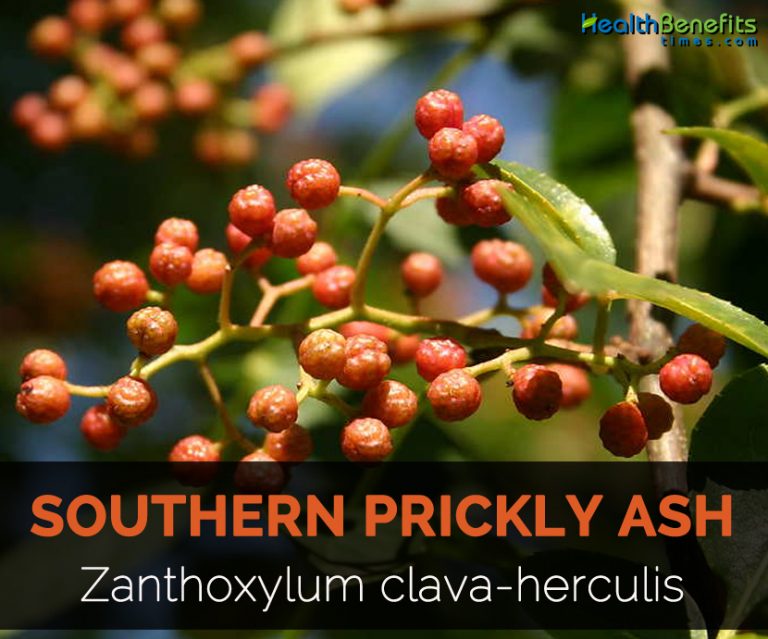 Facts and benefits of Southern Prickly Ash - Health Benefits