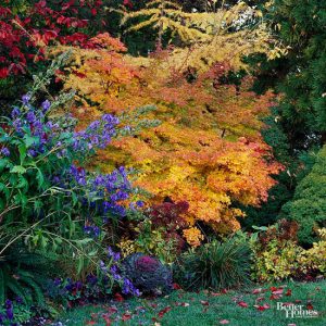 Facts and benefits of Japanese Maple - Health Benefits