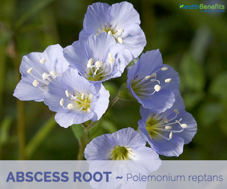 Facts and benefits of Abscess Root - Health Benefits