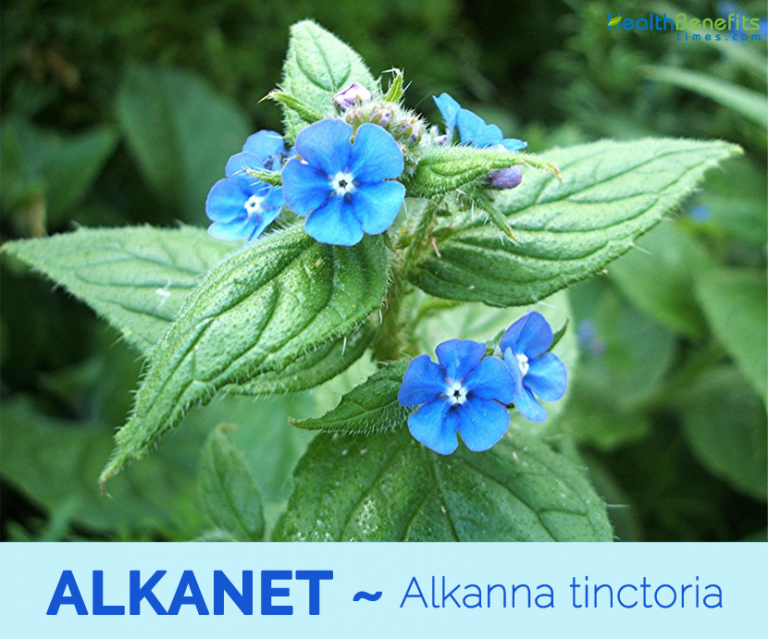 Facts and benefits of Alkanet - Health Benefits