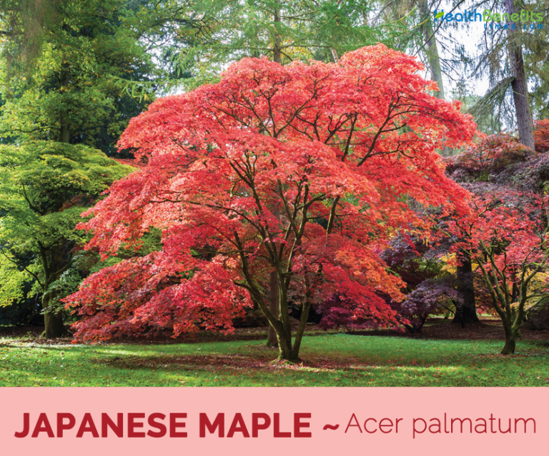 Facts and benefits of Japanese Maple - Health Benefits