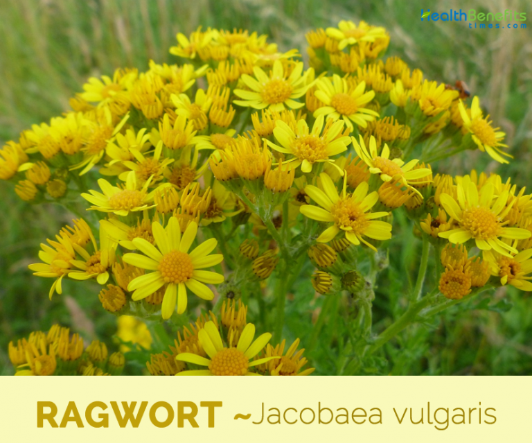 Facts and benefits of Ragwort - Health Benefits