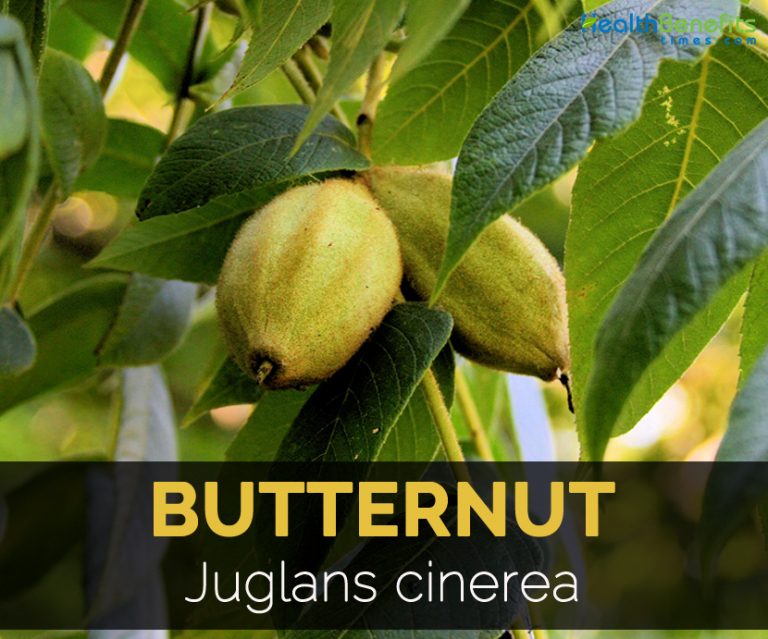 Facts and benefits of Butternut - Health Benefits