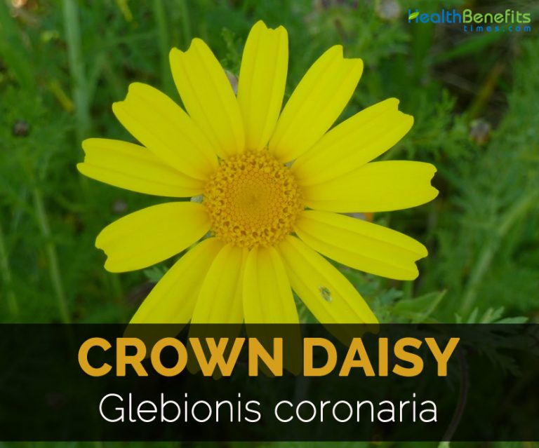 Facts and benefits of Crown Daisy - Health Benefits