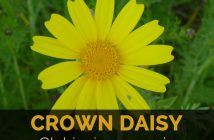 Angostura facts and health benefits