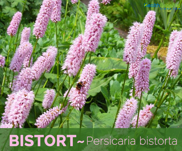 Facts and Benefits of Bistort - Health Benefits