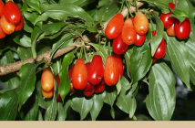 Cowpea Facts, Health Benefits and Nutritional Value