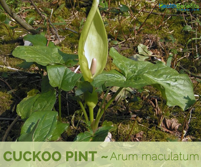 Facts and benefits of Cuckoo Pint (Arum) - Health Benefits