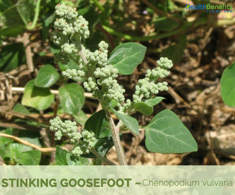 Facts and benefits of Stinking Goosefoot - Health Benefits