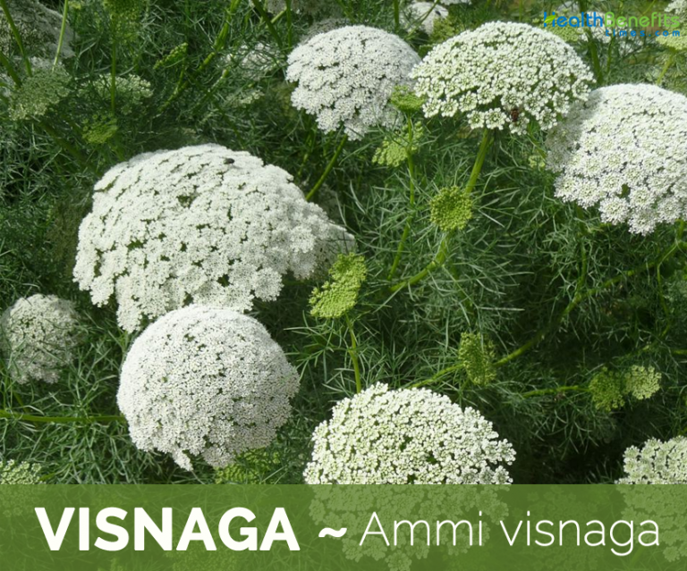 Facts and benefits of Visnaga - Health Benefits