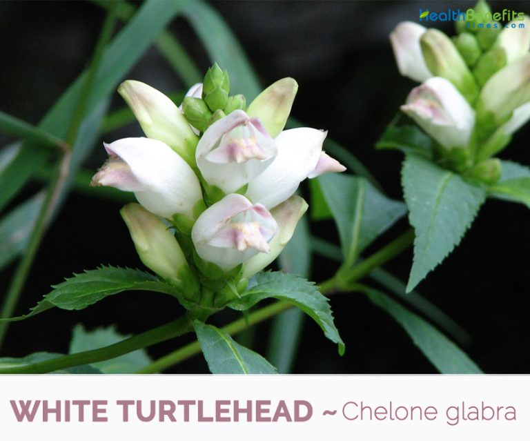 Facts and benefits of White Turtlehead - Health Benefits
