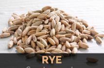 Health benefits of Red fruit (Buah merah) | HB times