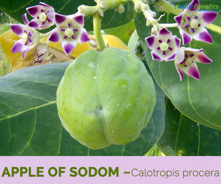 Facts about Apple of Sodom - Health Benefits