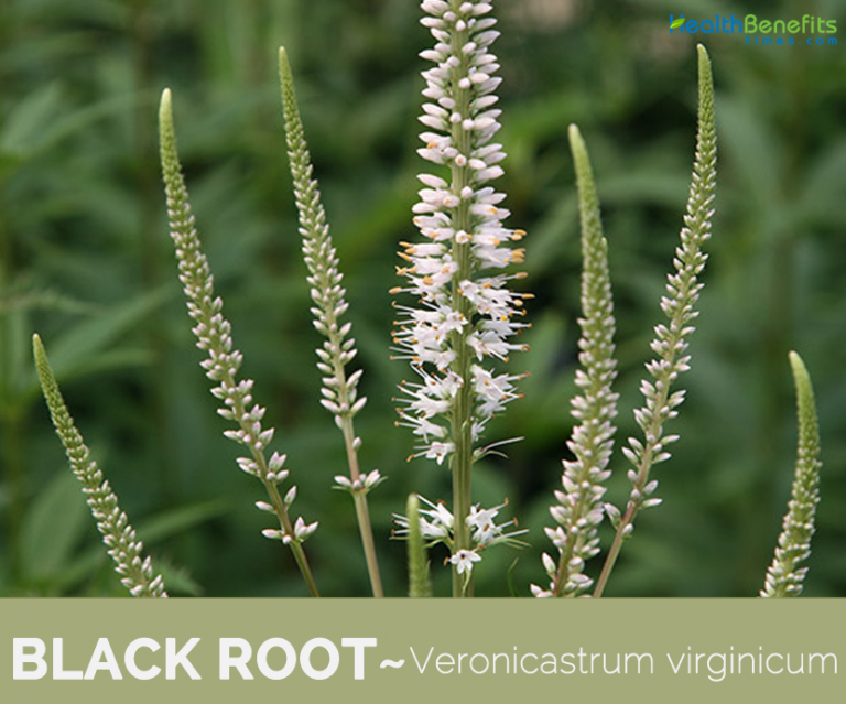 Facts about Black Root (Culver's Root) - Health Benefits