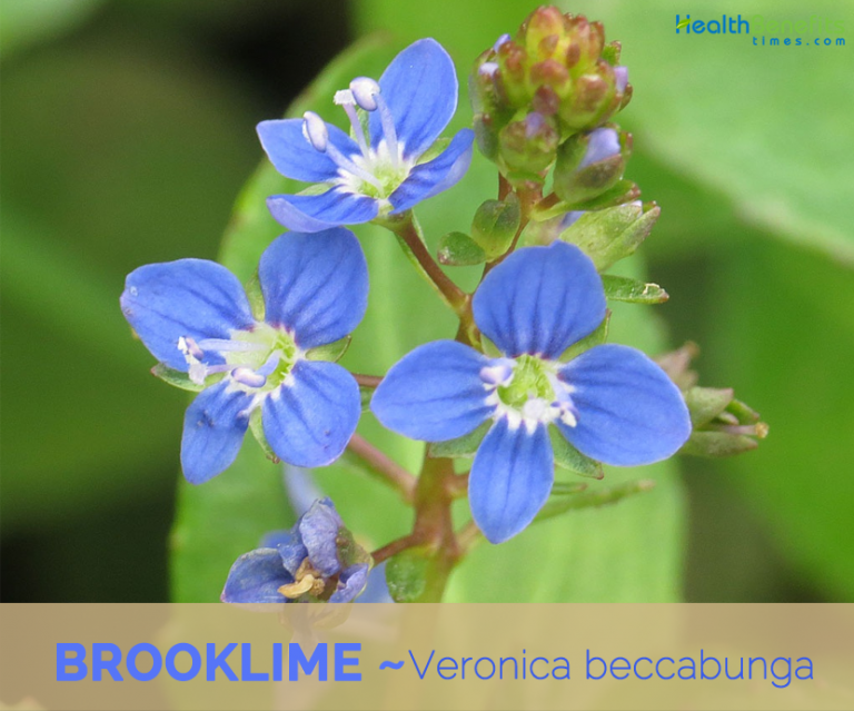 Facts about Brooklime - Health Benefits