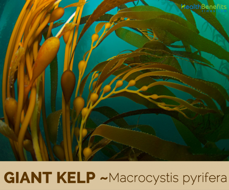 Facts about Giant Kelp - Health Benefits