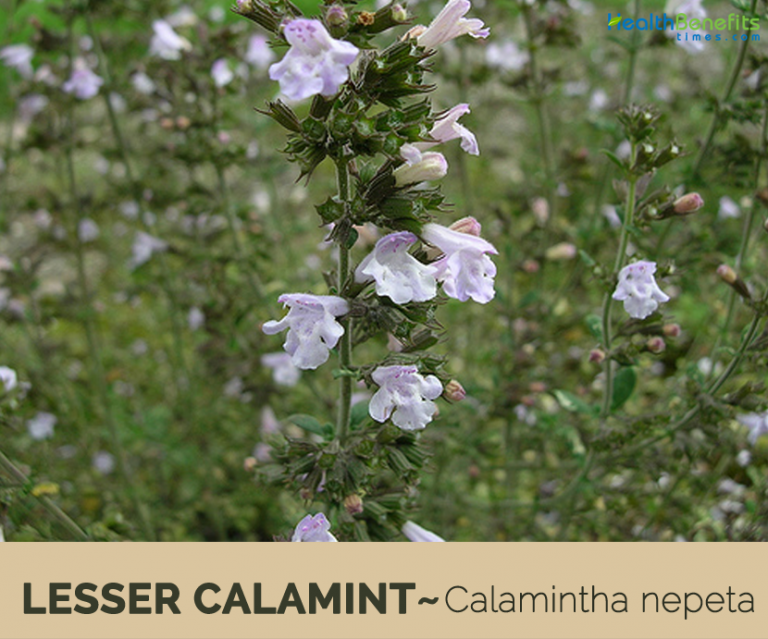 Facts about Lesser Calamint - Health Benefits