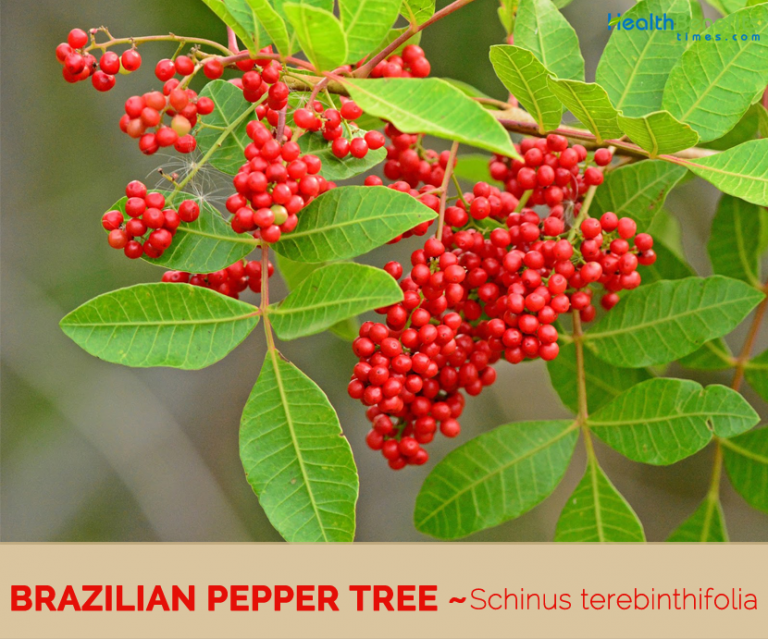 Know about the Brazilian Pepper Tree - Health Benefits