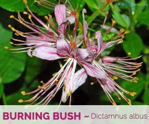 Know about the Burning Bush - Health Benefits