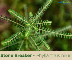Stone Breaker: Herb for Kidney Stones - Health Benefits