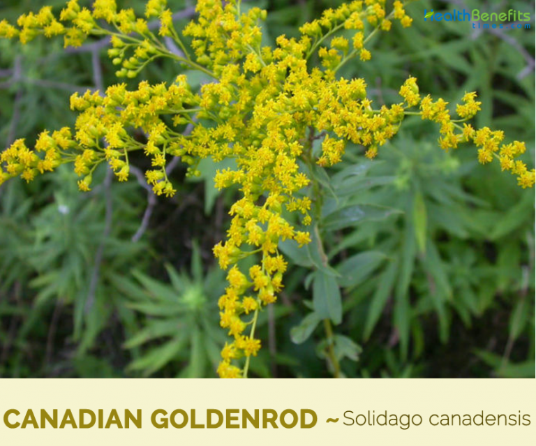 Facts about Canadian goldenrod - Health Benefits